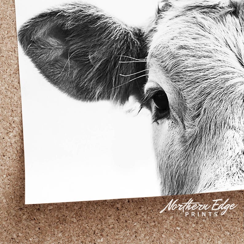 Bw Cow Print Cow Wall Art Steer Print Bw Southwest Print | Etsy