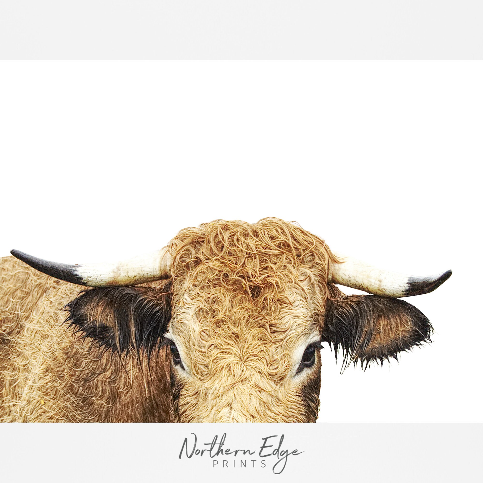 Steer Cow Print Cow Wall Art Steer Print Southwest Print - Etsy