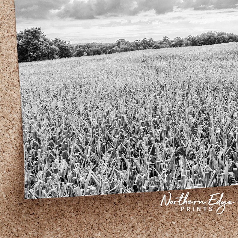 Bw Corn Field Print Country Art Rustic Barn Rustic Country - Etsy