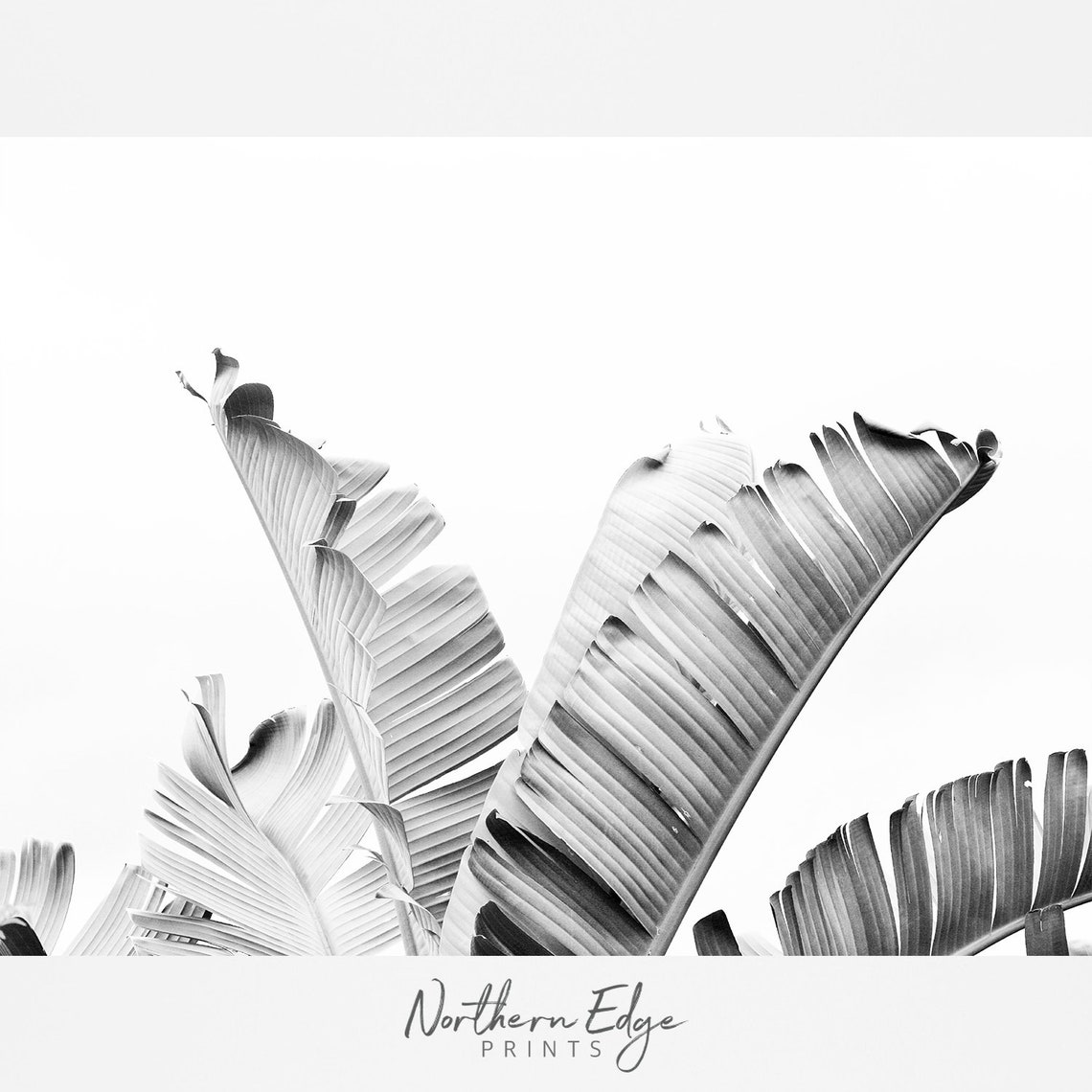Bw Banana Leaf Print Bw Tropical Leaf Wall Art Bw Printable | Etsy
