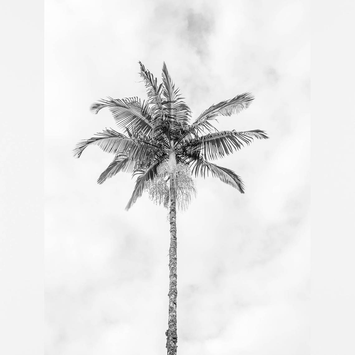 Bw Palm Tree Print Tropical Wall Art Tropical Decor Black | Etsy