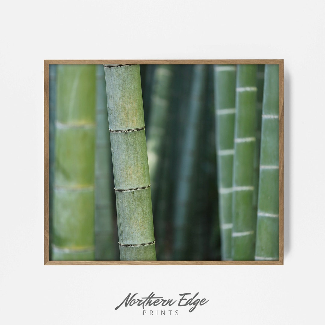Bamboo Print, Bamboo Art, Tropical Art, Tropical Print, Wall Decor ...