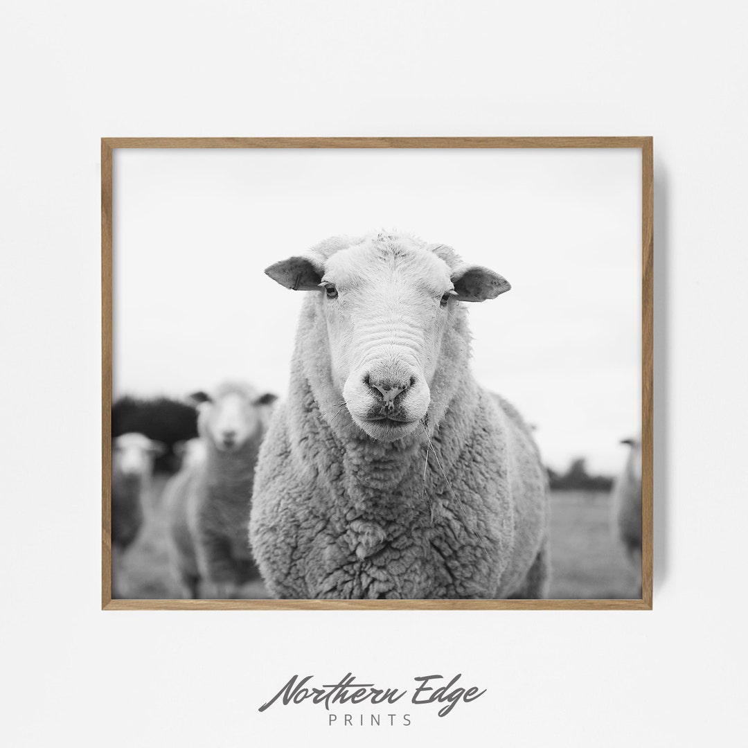 Sheep Wall Print, Farm Animal Print, Sheep Art, Farmhouse Decor ...