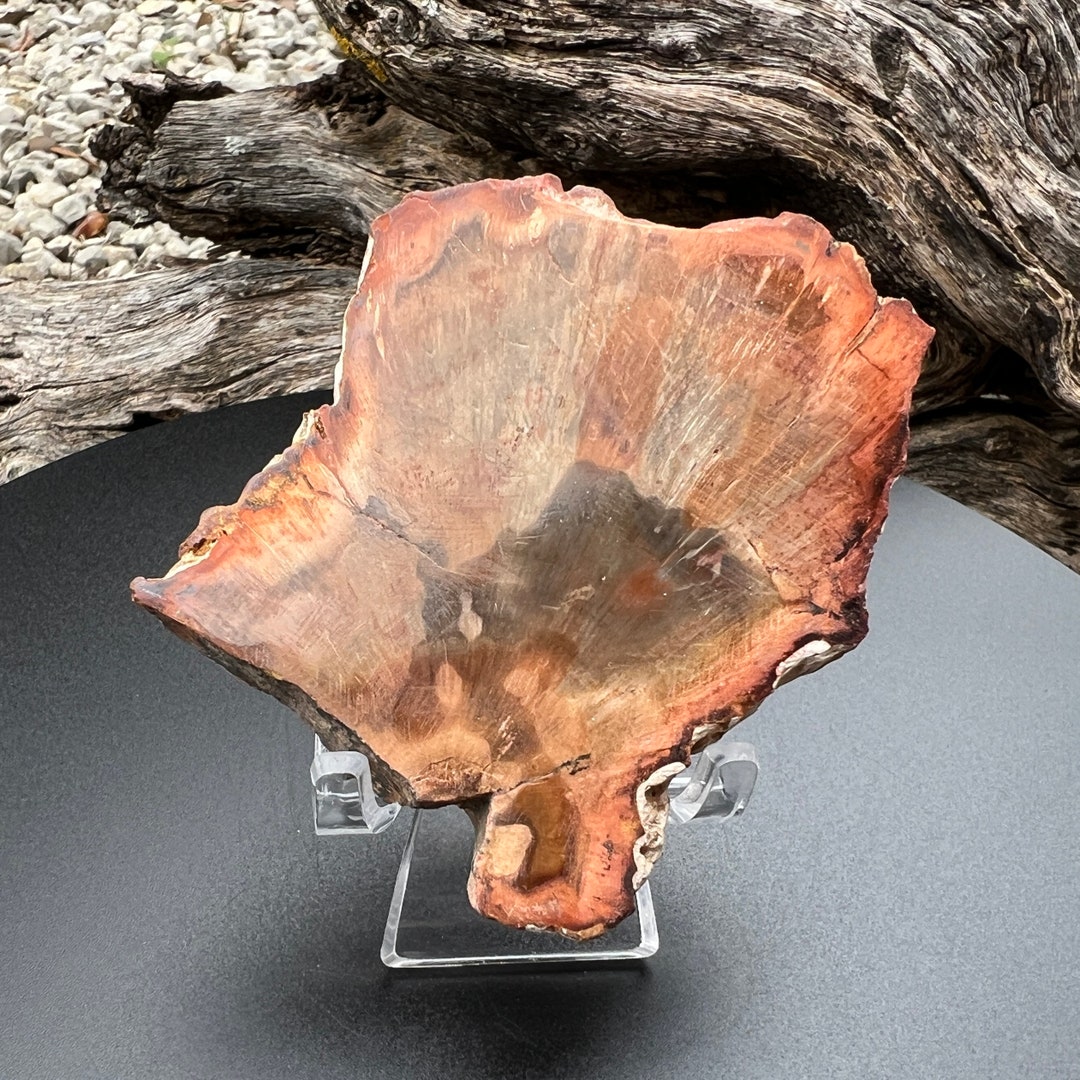 PW48 Natural Agatized Petrified Wood Limb Cast Slice - Etsy