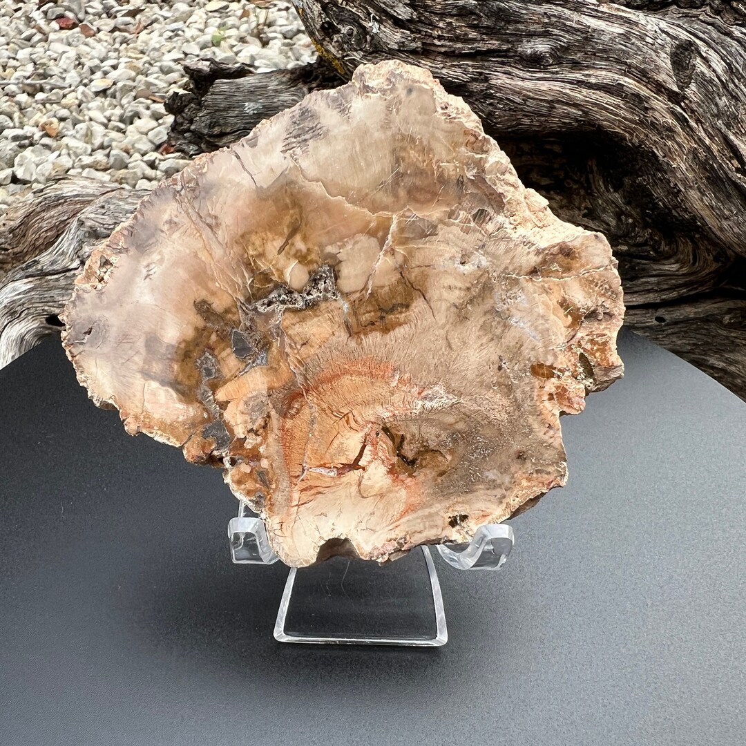 PW41 Petrified Wood Limb Cast Slice Slab Natural Bark Edges ...