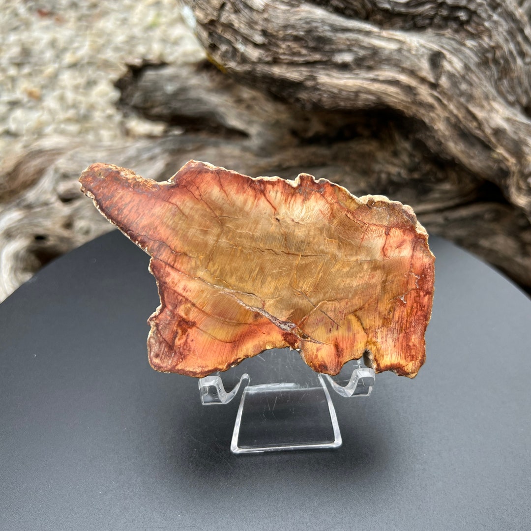 PW50 Petrified Wood Limb Cast Slice Slab - Natural Bark Edges ...