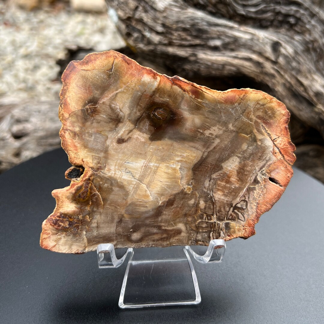 PW42 Petrified Wood Limb Cast Slice Slab - Natural Bark Edges ...