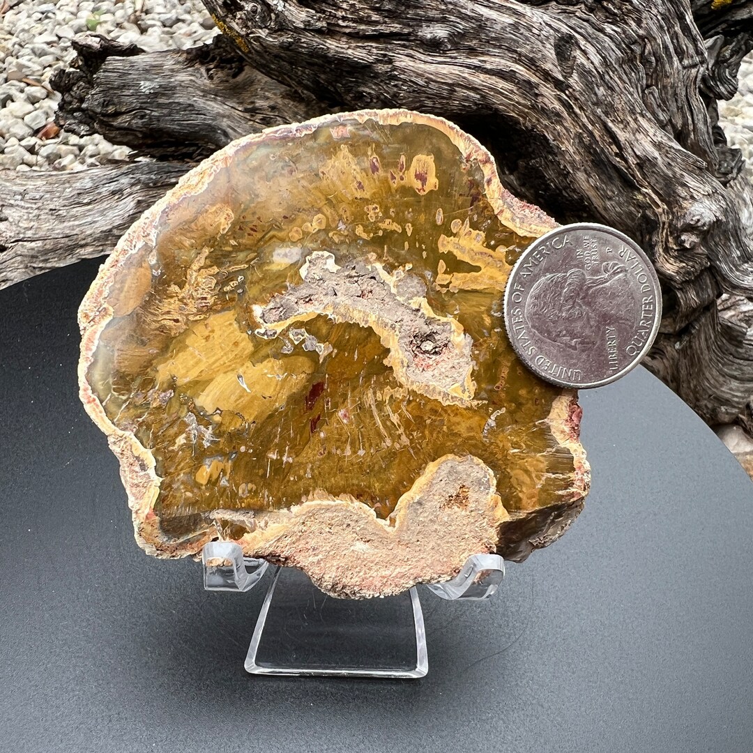 PW58 Petrified Wood Limb Cast Slice Slab - Natural Bark Edges ...