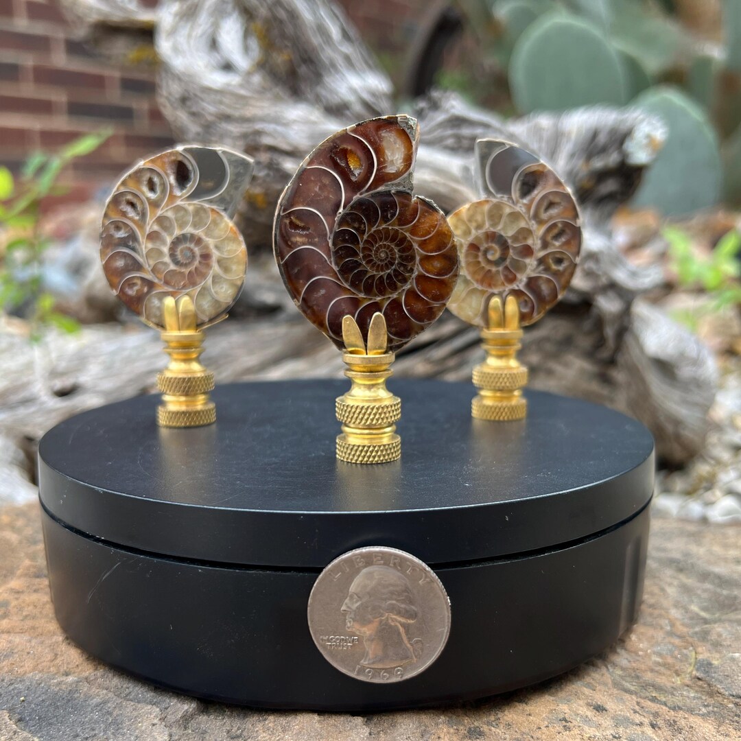 Eclectic Ammonite Fossil Lamp Finials - Brass Base for Rustic Beach ...