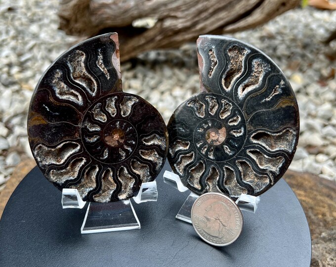 UV Reactive Fluorescent Black Ammonite Fossils, Matched Pair With ...