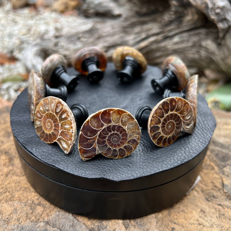 YEM LOT H Imperfect Unique Medium Custom Ammonite Fossil - Etsy