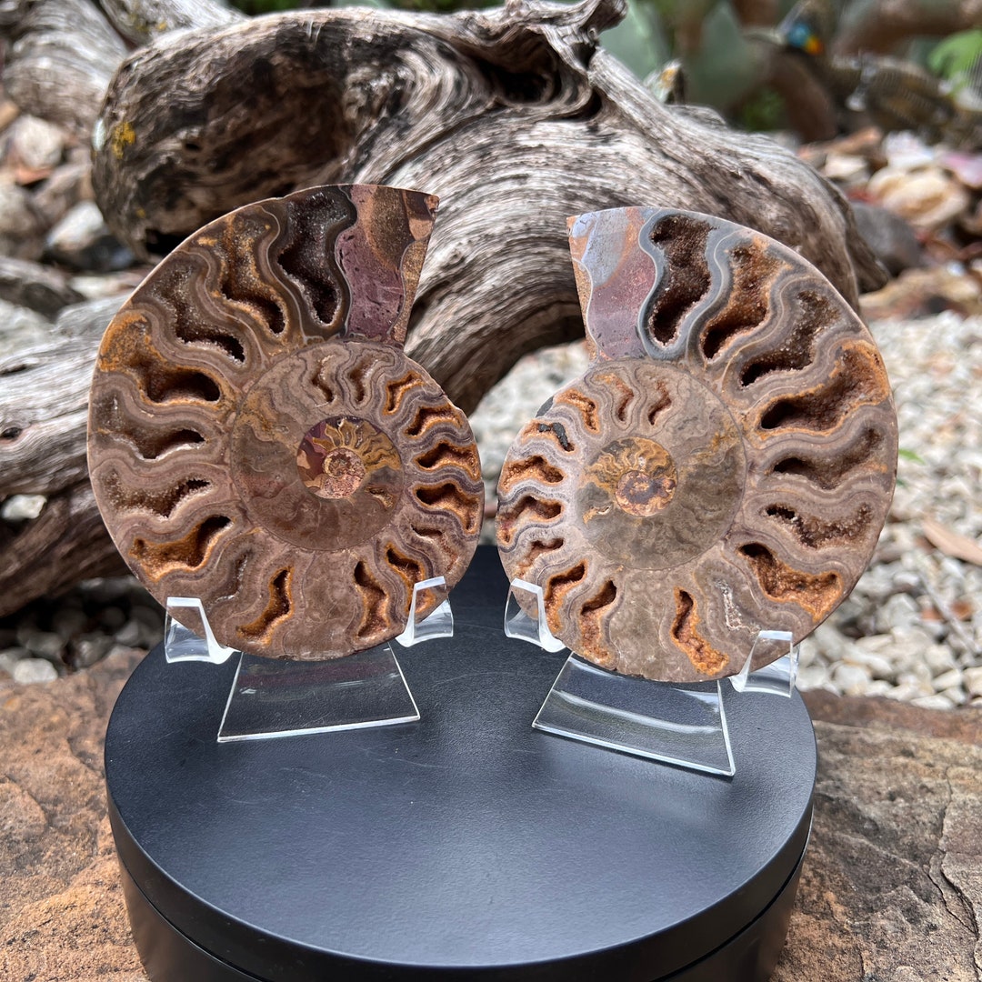 UV Reactive Fluorescent Ammonite Fossils With Acrylic Stands, Matched ...