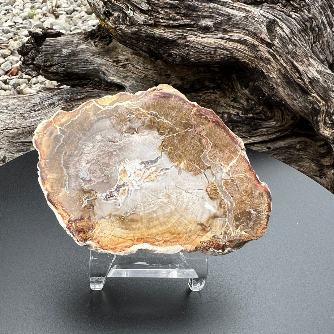 PW49 Petrified Wood Limb Cast Slice Slab Natural Bar Edges ...