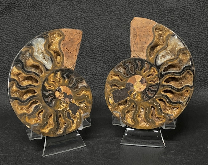 UV Reactive, Fluorescent Ammonite Fossils, Matched Pair, Acrylic Stands ...