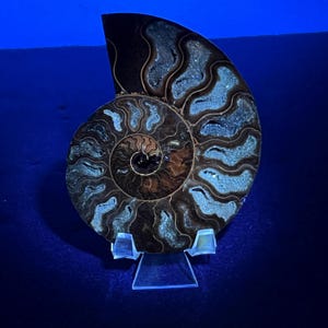 UV Reactive Fluorescent Ammonite Fossils With Acrylic Stands, Matched ...
