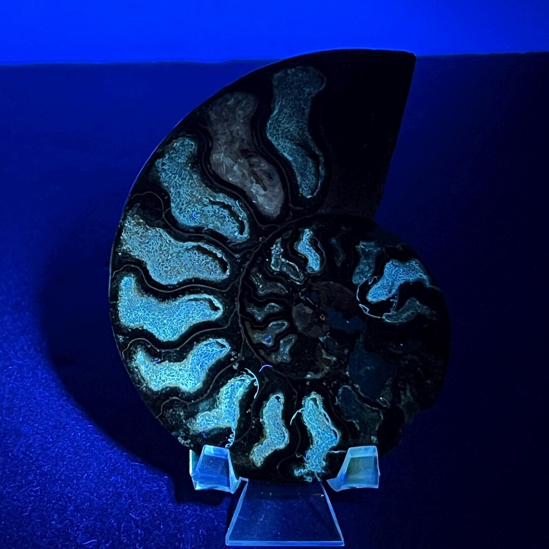 UV Reactive, Fluorescent Ammonite Fossils, Matched Pair, Acrylic Stands ...