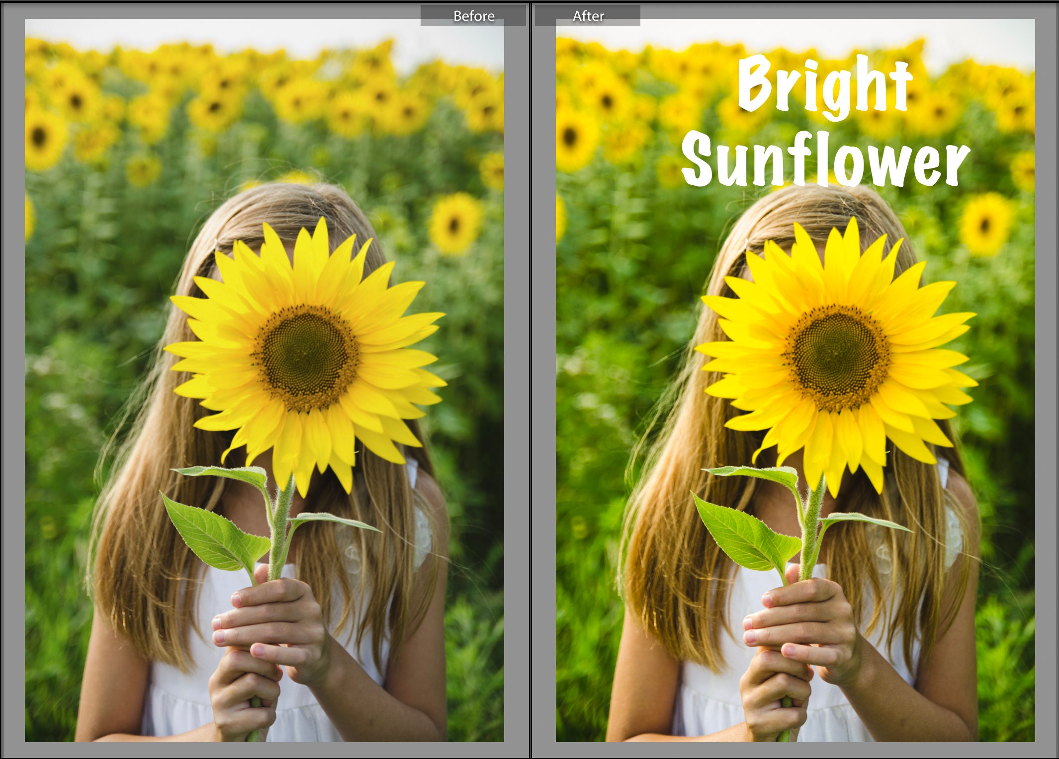 Sunflower Lightroom Presets, Mobile & Desktop, 10 Unique Styles ...
