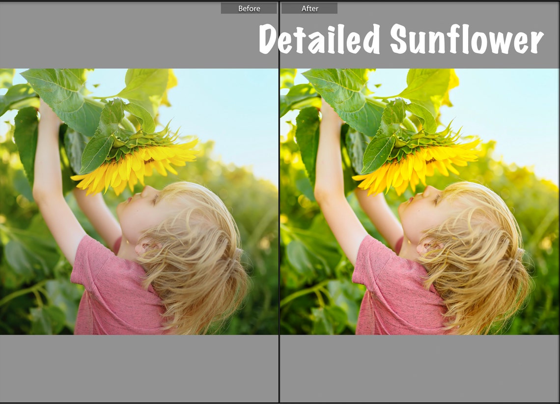 Sunflower Preset for Lightroom Editing, Both Mobile Lightroom and ...