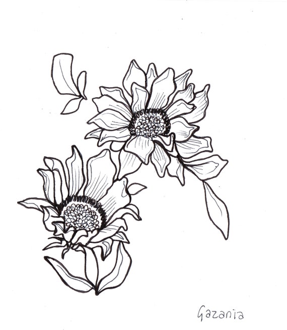 Gazania Original Pen Rawing Illustration - Etsy