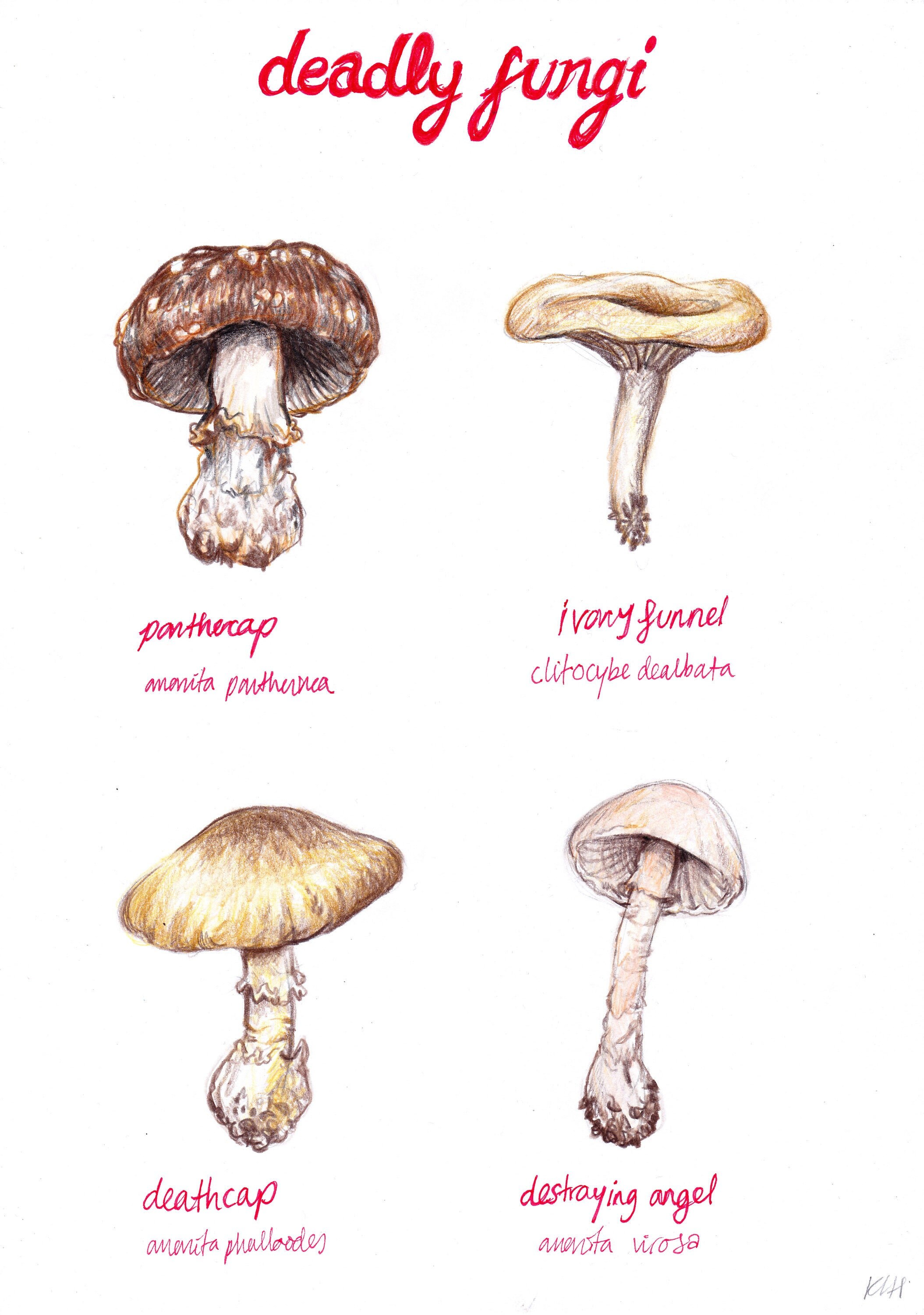 Deadly Fungi Original Illustration Artwork - Etsy