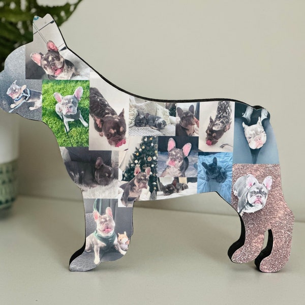 Bulldog Photo - Etsy