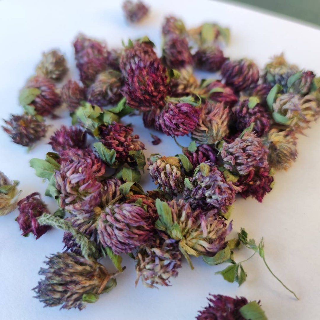 Organic Clover Dry Dried Flower for Tea - Etsy