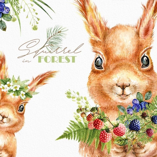 Little Squirrel. Watercolor Animals Clipart Woodland Forest - Etsy