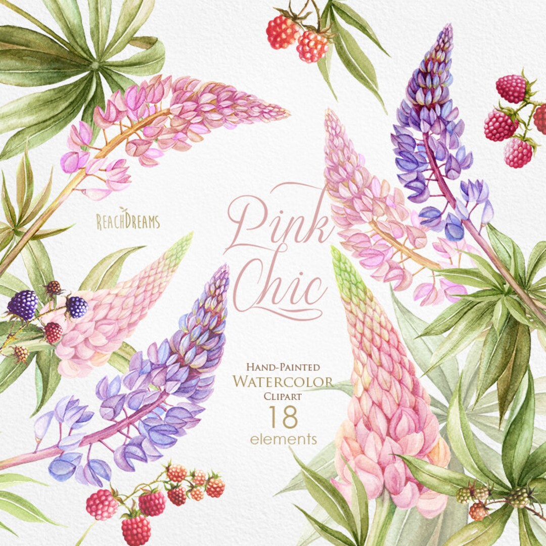 Lupine Pink Flowers, Raspberries, Lupins Hand Painted, Watercolor ...