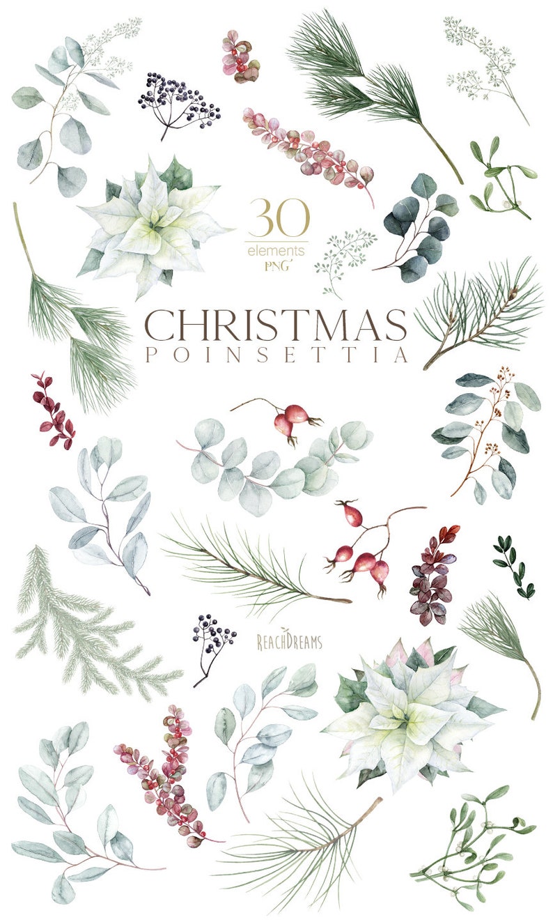 Watercolor Christmas Clipart, White Poinsettia, Eucalyptus, Floral ...
