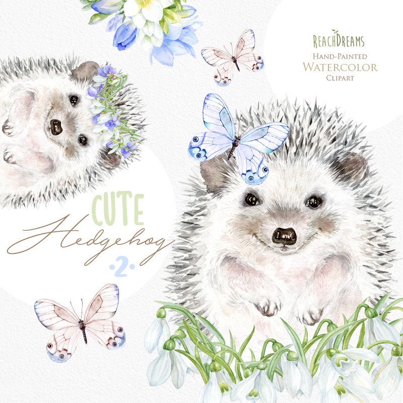 Hedgehog Cute Little Animals Watercolor Clipart Nursery - Etsy
