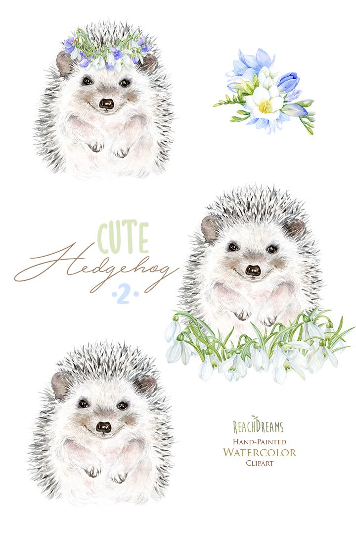 Hedgehog Cute Little Animals Watercolor Clipart Nursery - Etsy