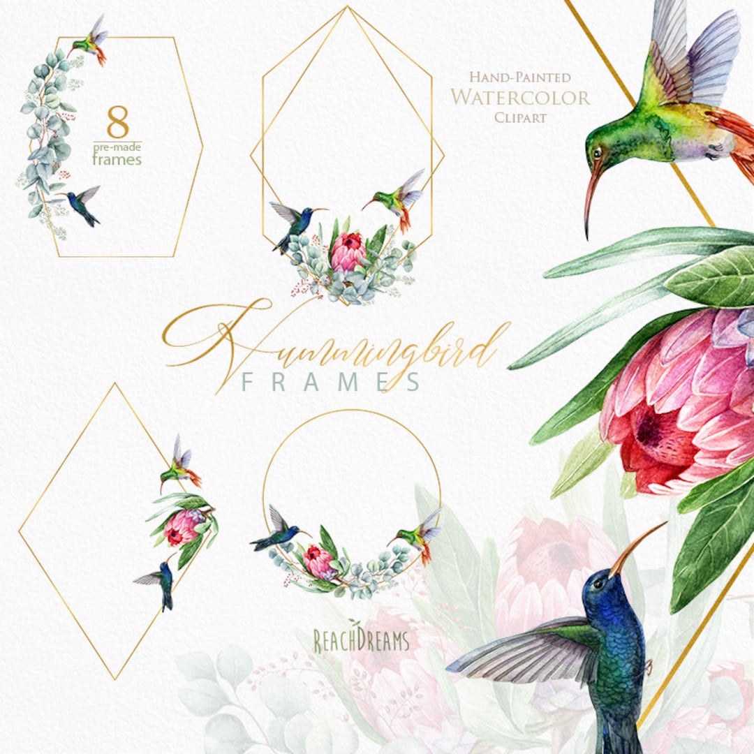 Hummingbirds, Frames, Watercolor Clipart, Geometric, Exotic Birds ...