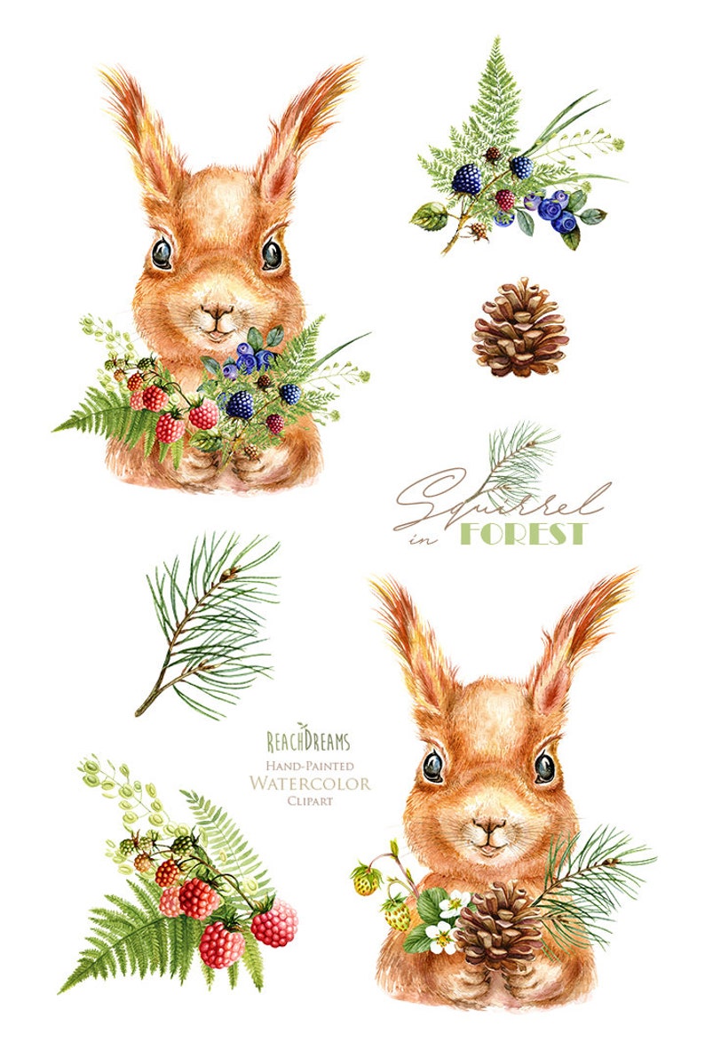 Little Squirrel. Watercolor Animals Clipart Woodland Forest - Etsy
