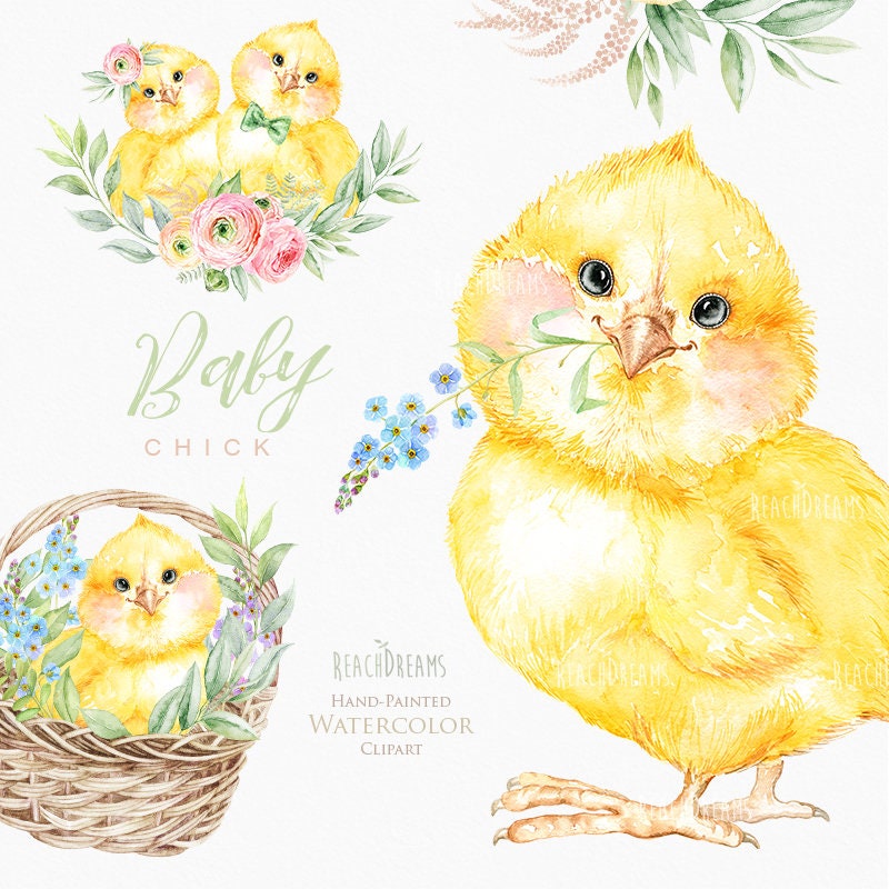 Watercolor Chick Clipart Little Animals Floral Spring - Etsy