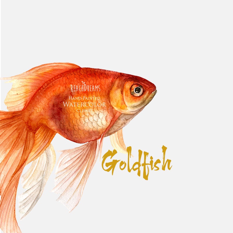 Goldfish Watercolor Clipart Aquarium Clip Art Fish Clipart | Etsy