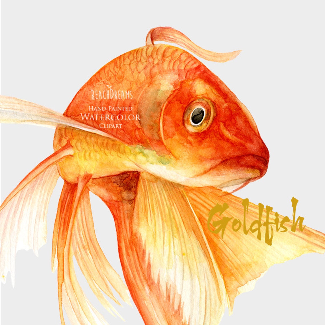 Goldfish Watercolor Clipart Aquarium Clip Art Fish Clipart | Etsy
