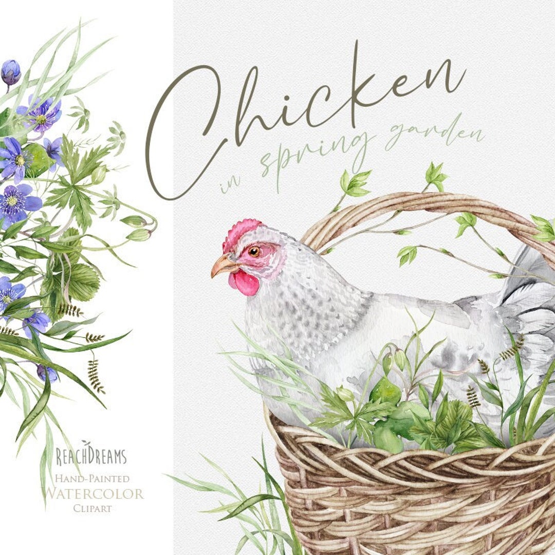 Watercolor Chicken Clipart White Hen Real Farm Animal Cute Country ...