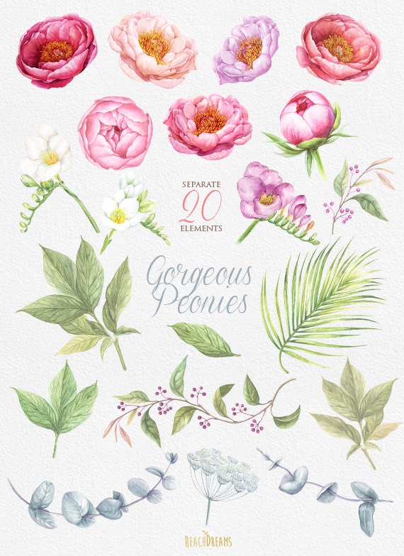 Peonies Watercolor Flowers Clipart. BOHO Hand Painted - Etsy