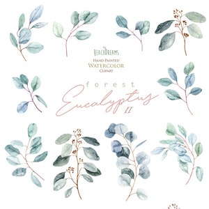 Eucalyptus. Watercolor Floral Clipart. Individual Elements. Green ...