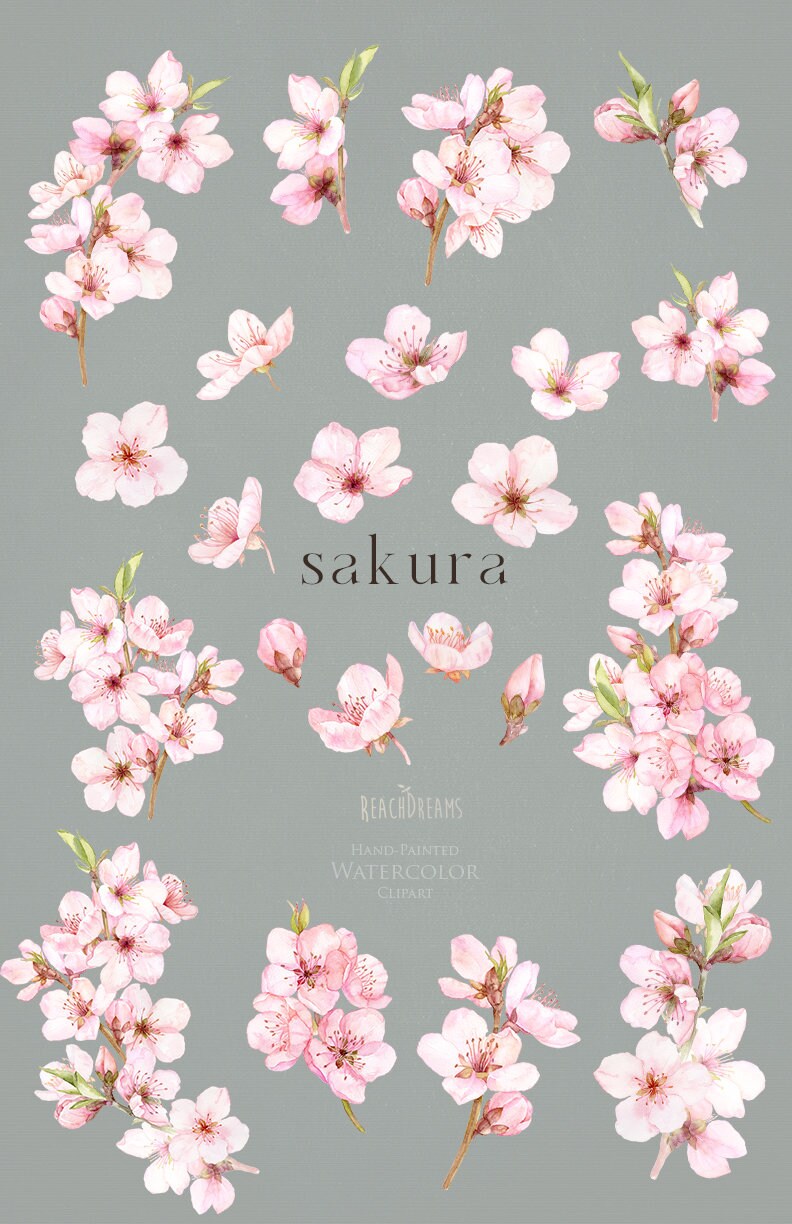 Watercolor Cherry Blossoms Clipart, Sakura Clipart, Floral Branches ...