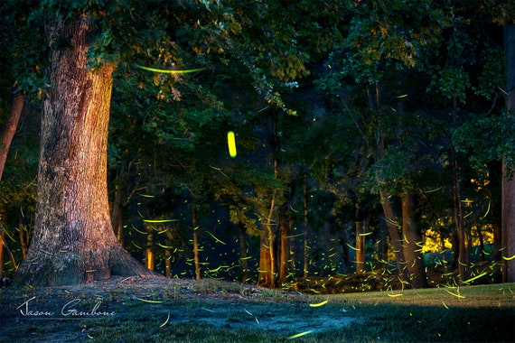 Backyard Forest of Fireflies Lightning Bugs Firefly - Etsy