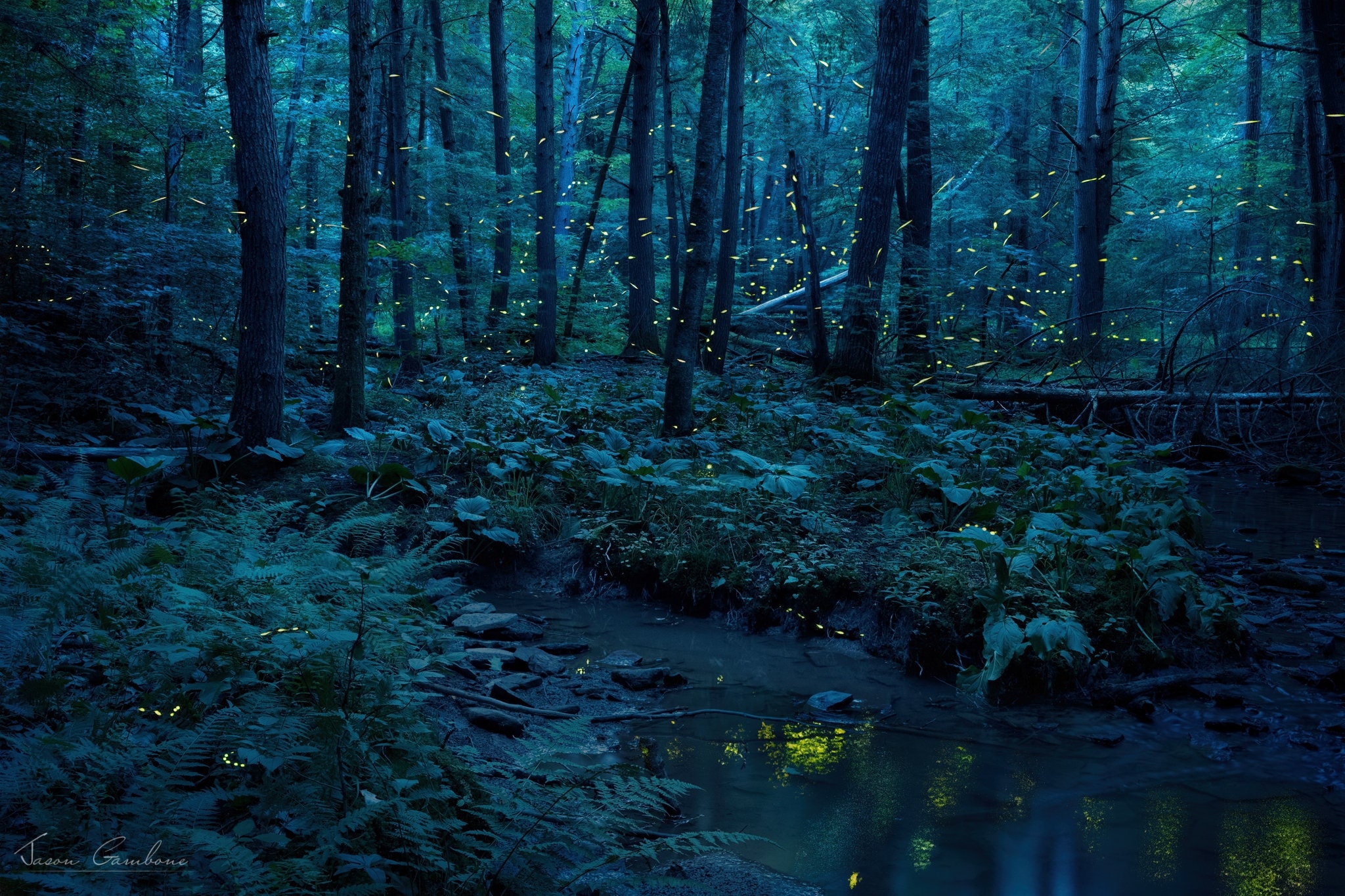 Forest Reflections | Forest of Fireflies, Lightning Bugs, Firefly ...