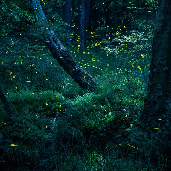 Lightning Bugs - Etsy