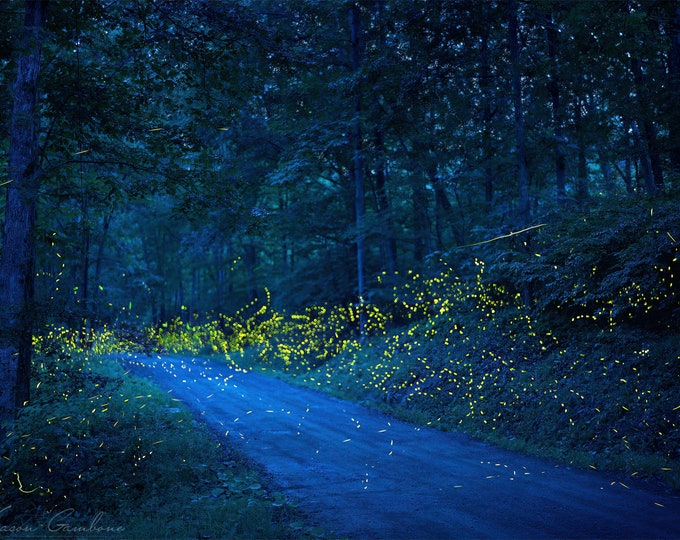 Ethereal Travelers | Fireflies, Lightning Bugs, Firefly, Synchronus Fireflies - Etsy