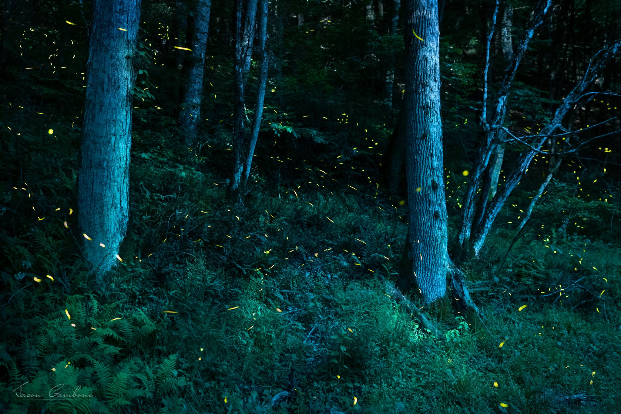 Moonlit Firefly Dance | Forest of Fireflies, Lightning Bugs, Firefly ...