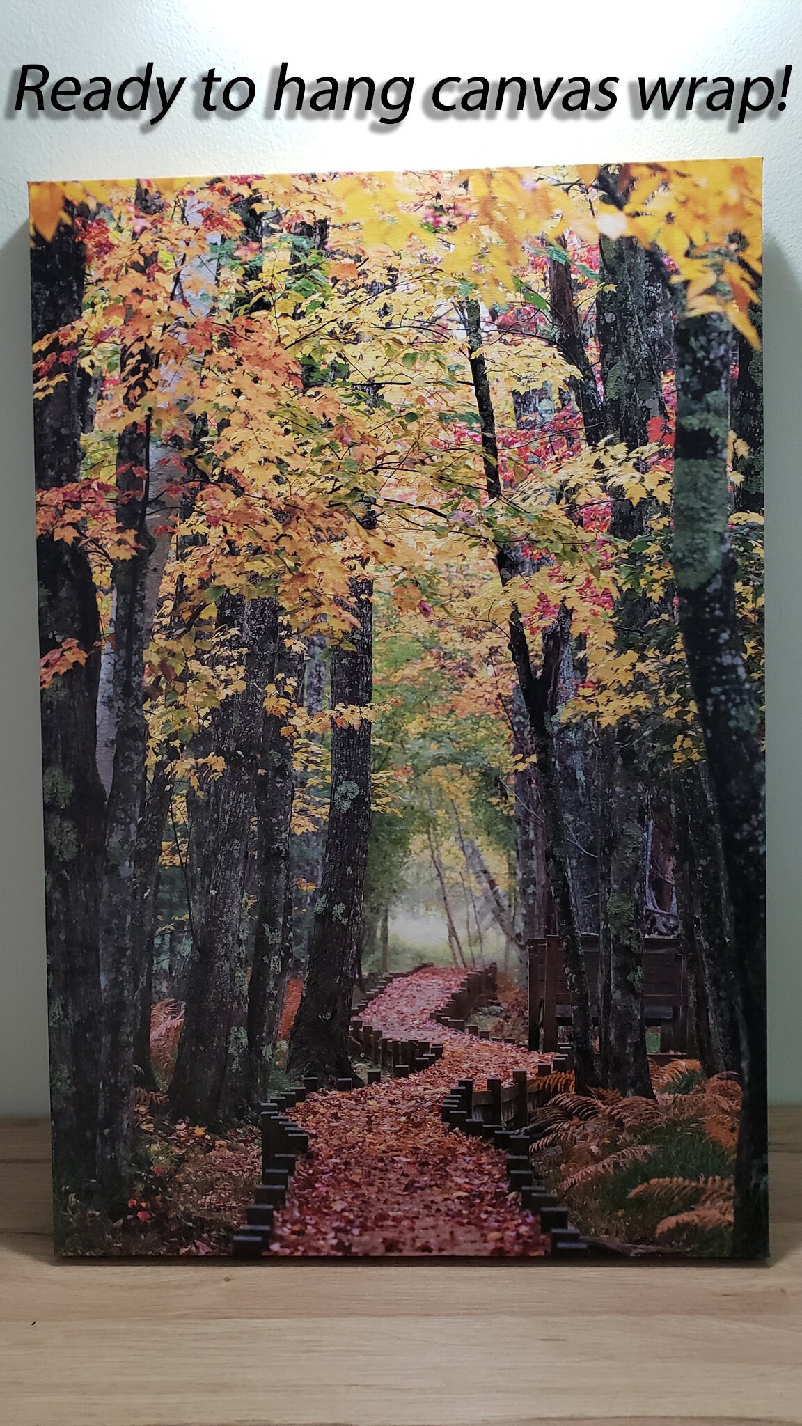 Forest Fascination | Forest of Fireflies, Lightning Bugs, Firefly ...
