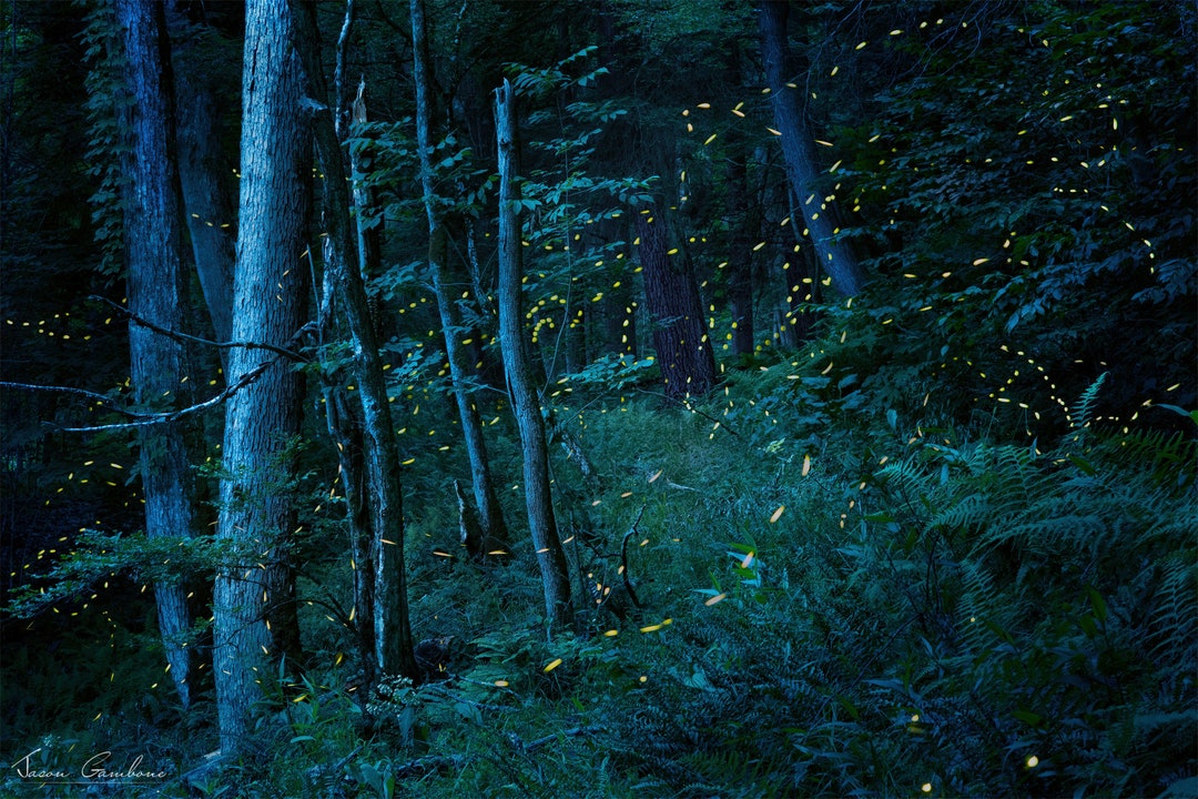 Country Woodland Sprites | | Forest of Fireflies, Lightning Bugs ...