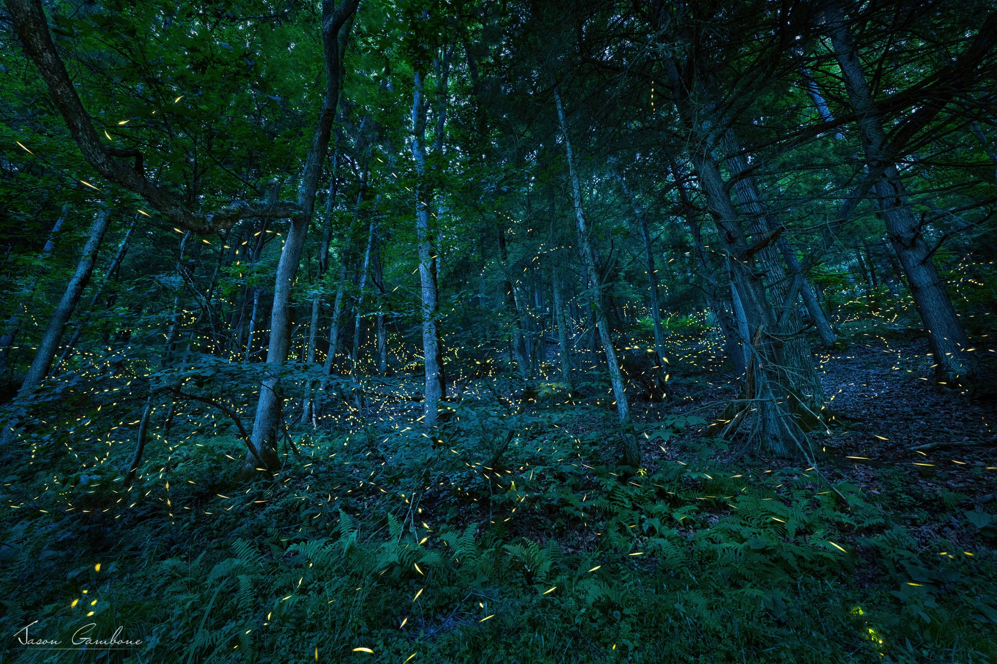 Twisted Twilight | Forest of Fireflies, Lightning Bugs, Firefly - Etsy