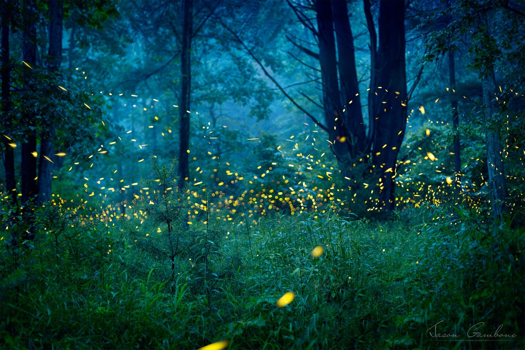 Firefly Photography Prints, Summer Night Forest Lightning Bugs, Paper ...