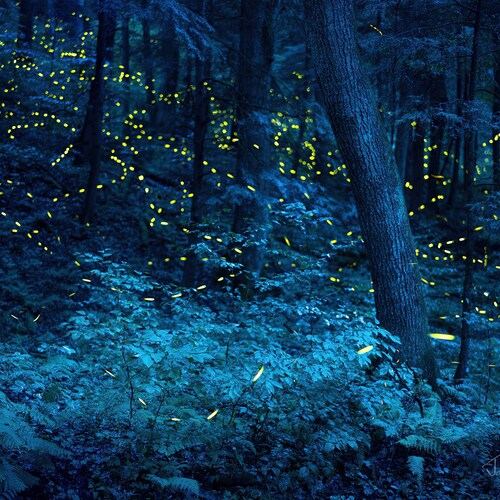Firefly Country Road Forest of Fireflies Lightning Bugs - Etsy